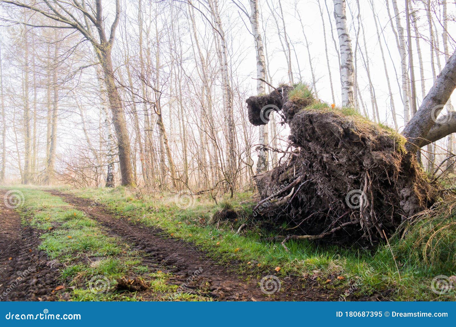 A Little Birch Forest. Tree Pulled Out with a Root Stock Image - Image ...