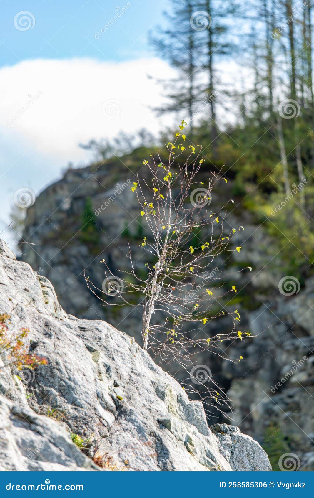 Little Birch Tree Growing Out of Stone. Overwhelming Desire for Life ...