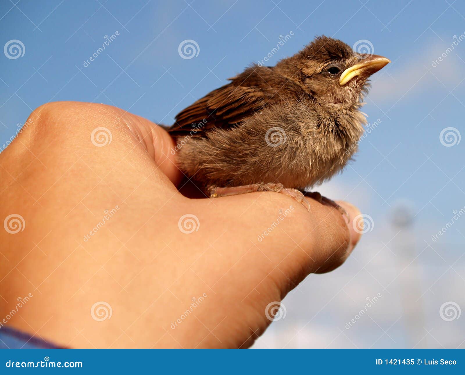 Little bird stock image. Image of bird, care, fowl, helping - 1421435