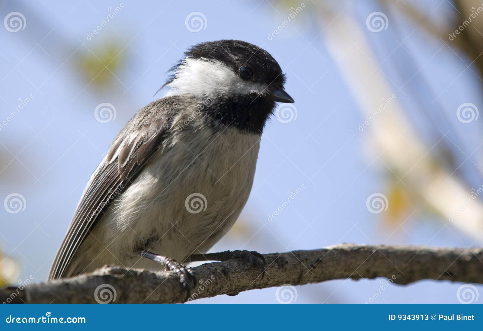 Little bird alone stock image. Image of feather, beautiful - 9343913