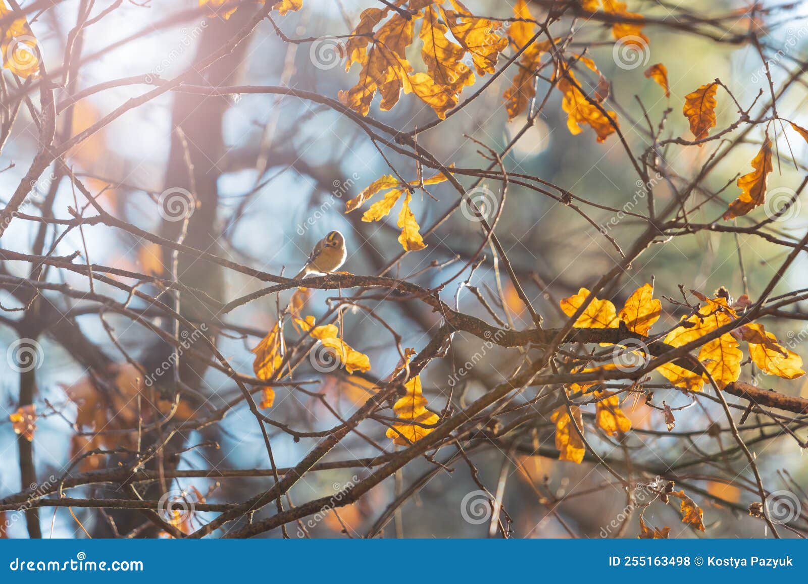 Little bird on autumn tree stock photo. Image of fall - 255163498