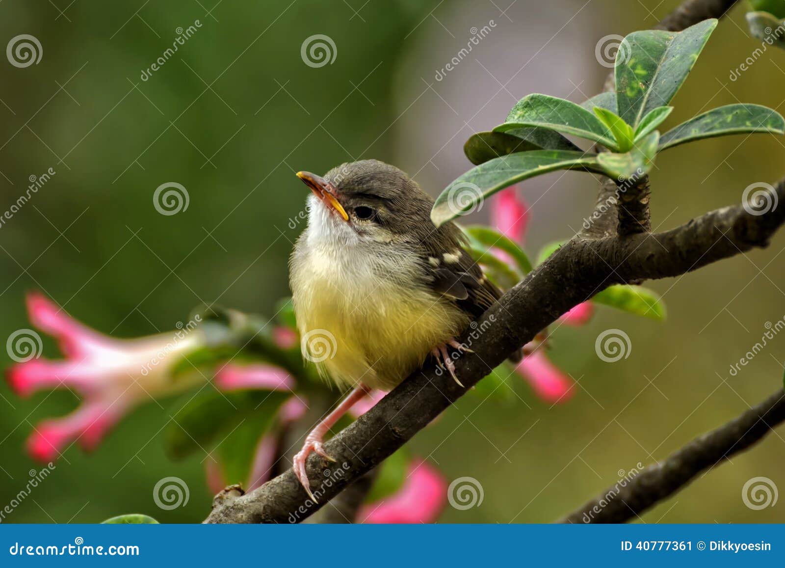 Little bird stock image. Image of green, song, singing - 40777361