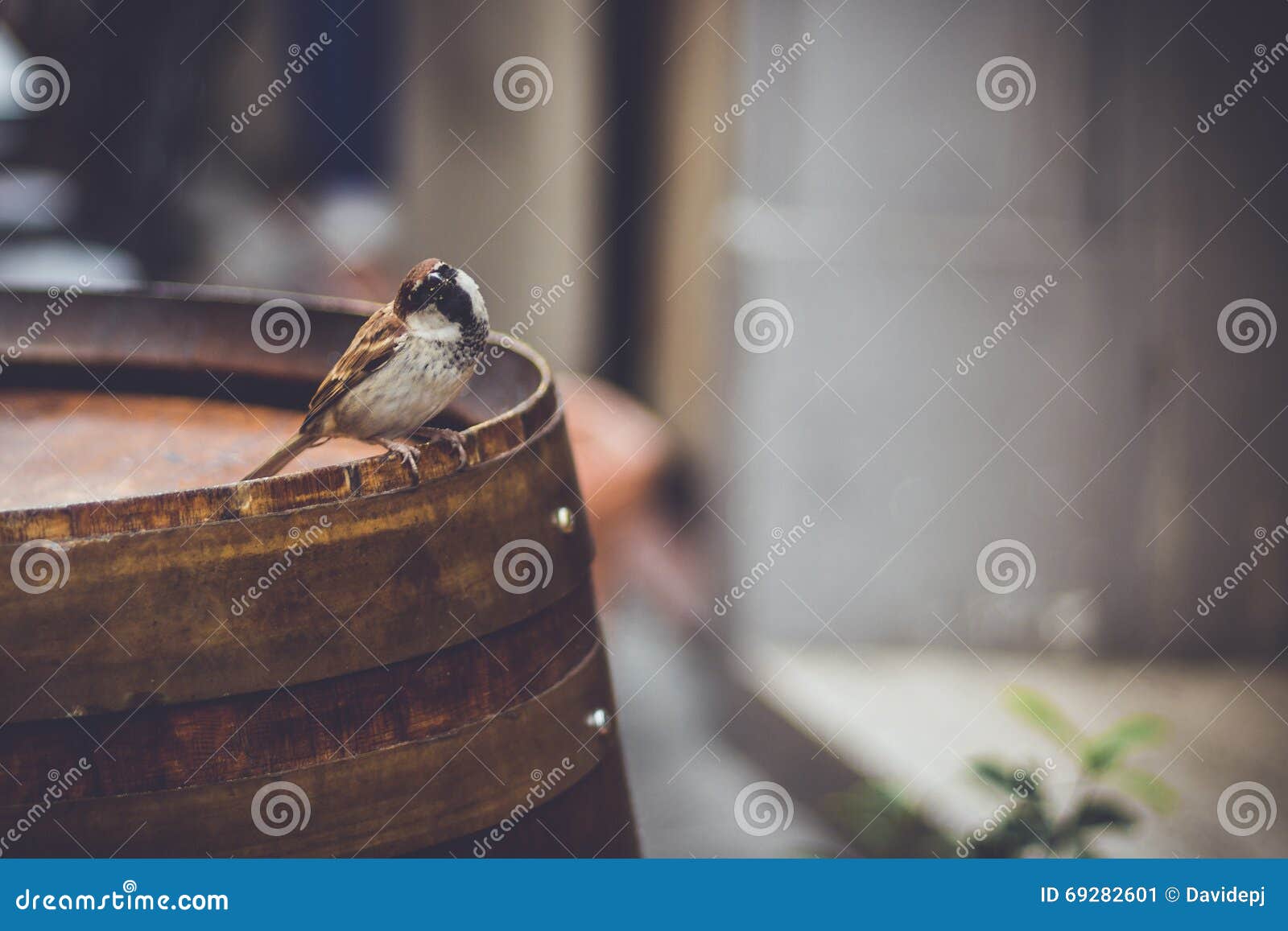 Little bird on a barrel stock image. Image of redbreast - 69282601