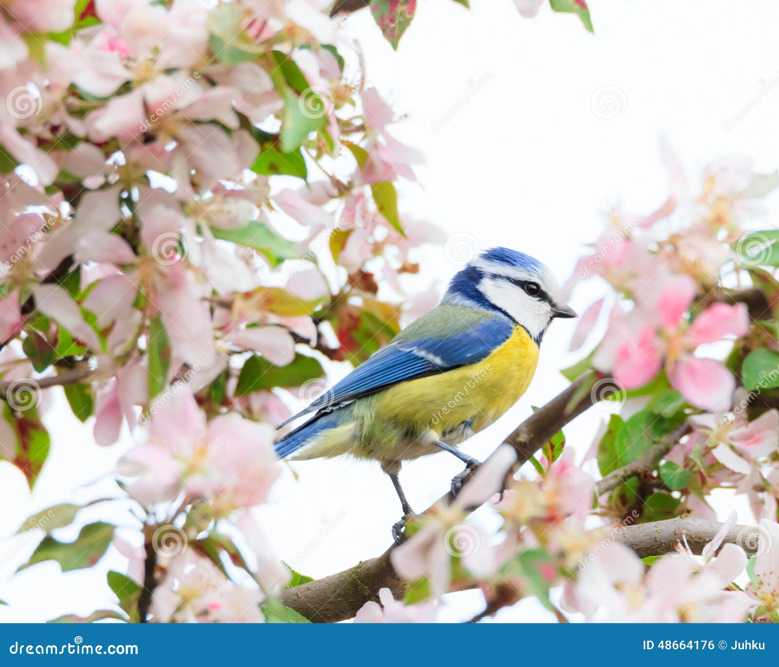Little Bird in Beautiful Tree Stock Photo - Image of caeruleus, green ...