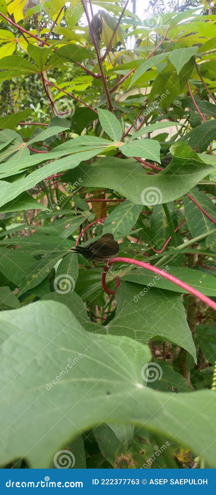 Little Bird Behind the Cassava Tree Stock Image - Image of cassava ...