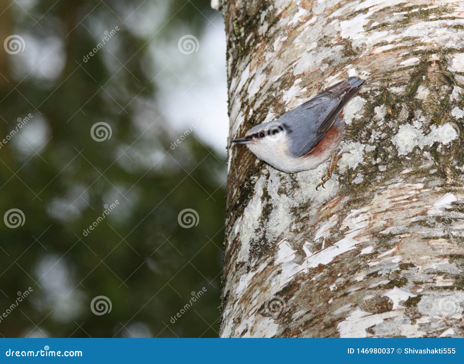 Little Bird on a Birch Tree Stock Image - Image of little, bird: 146980037
