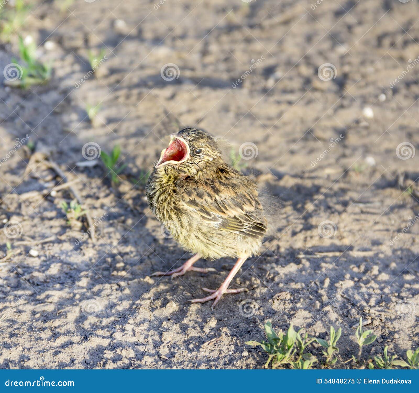Little Bird Blackbird Chick Stock Image - Image of beak, turdus: 54848275