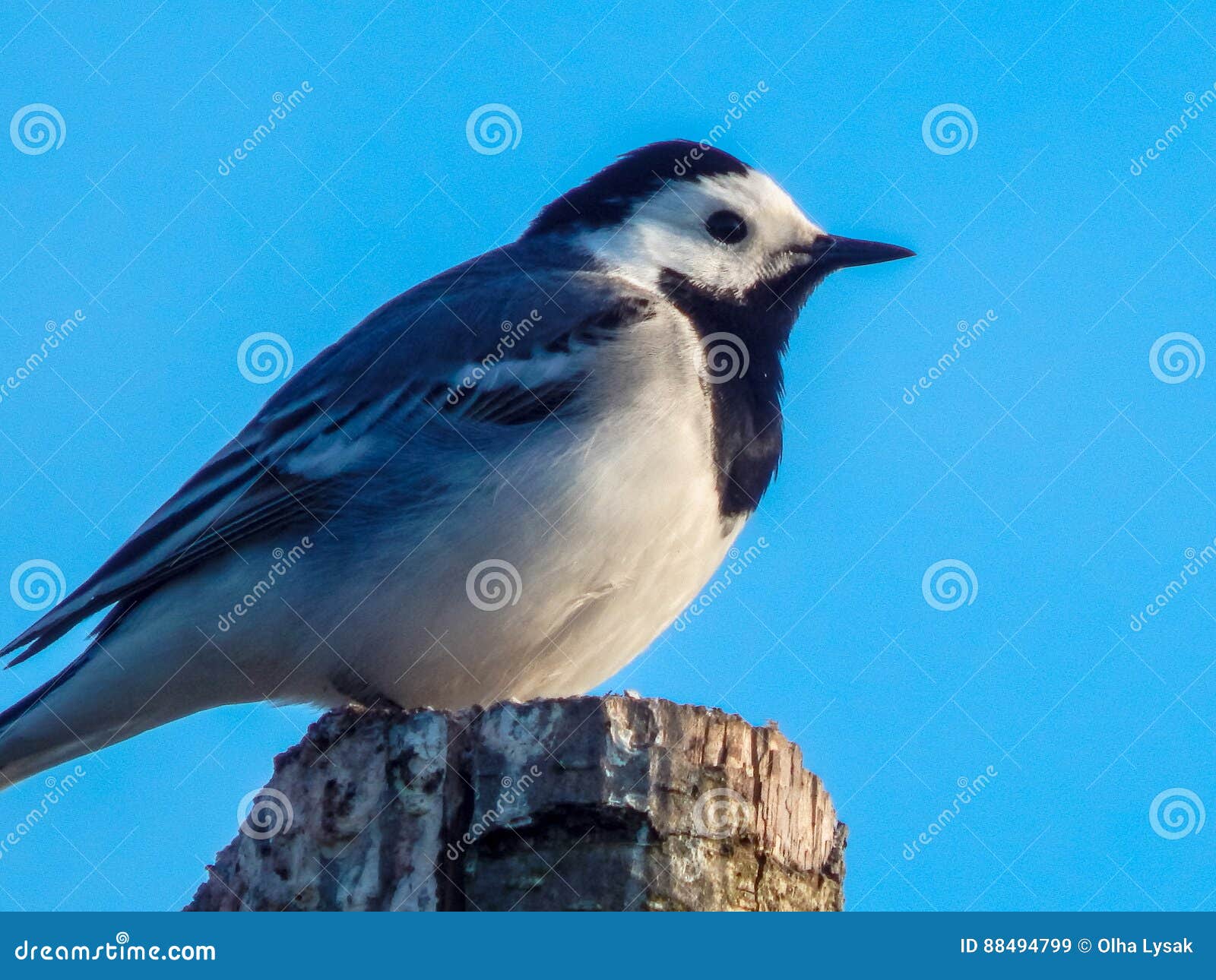 Little Bird on a Blue Sky Background Stock Image - Image of nature ...