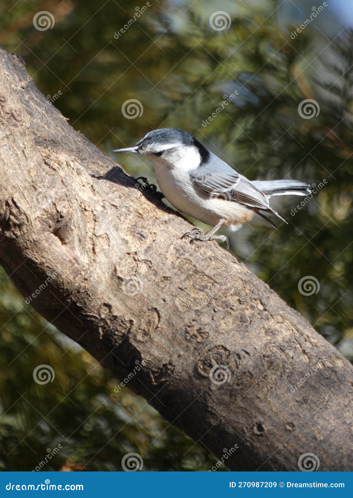 Little bird blue stock image. Image of tree, small, bird - 270987209