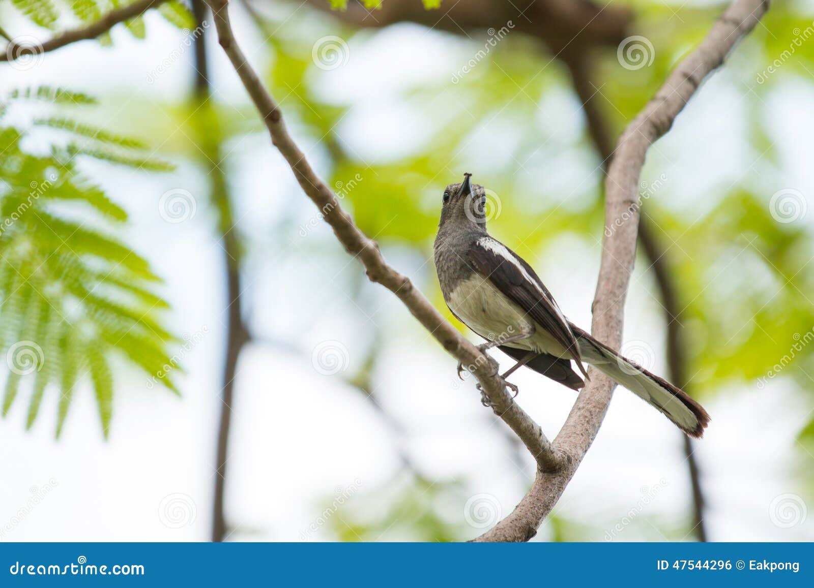 Little Bird on Branch Eating Ant Stock Photo - Image of nature, tree ...