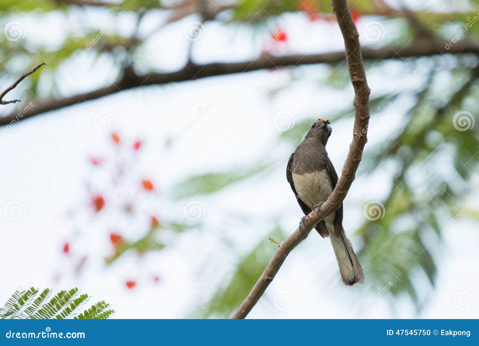 Little Bird Branch Eating Ant Stock Photos - Free & Royalty-Free Stock ...