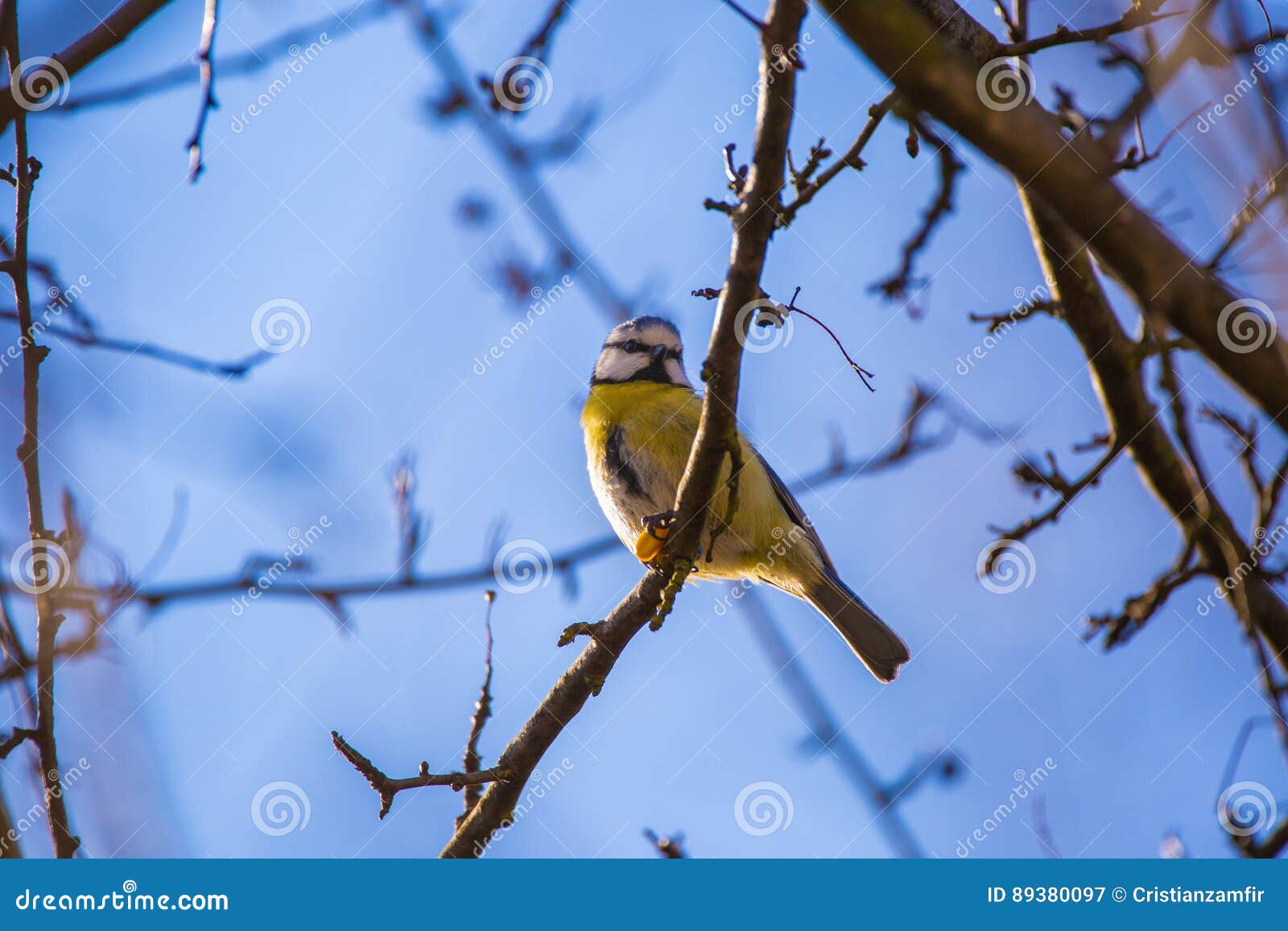 Little Bird among Branches of a Tree Stock Image - Image of avian, tree ...