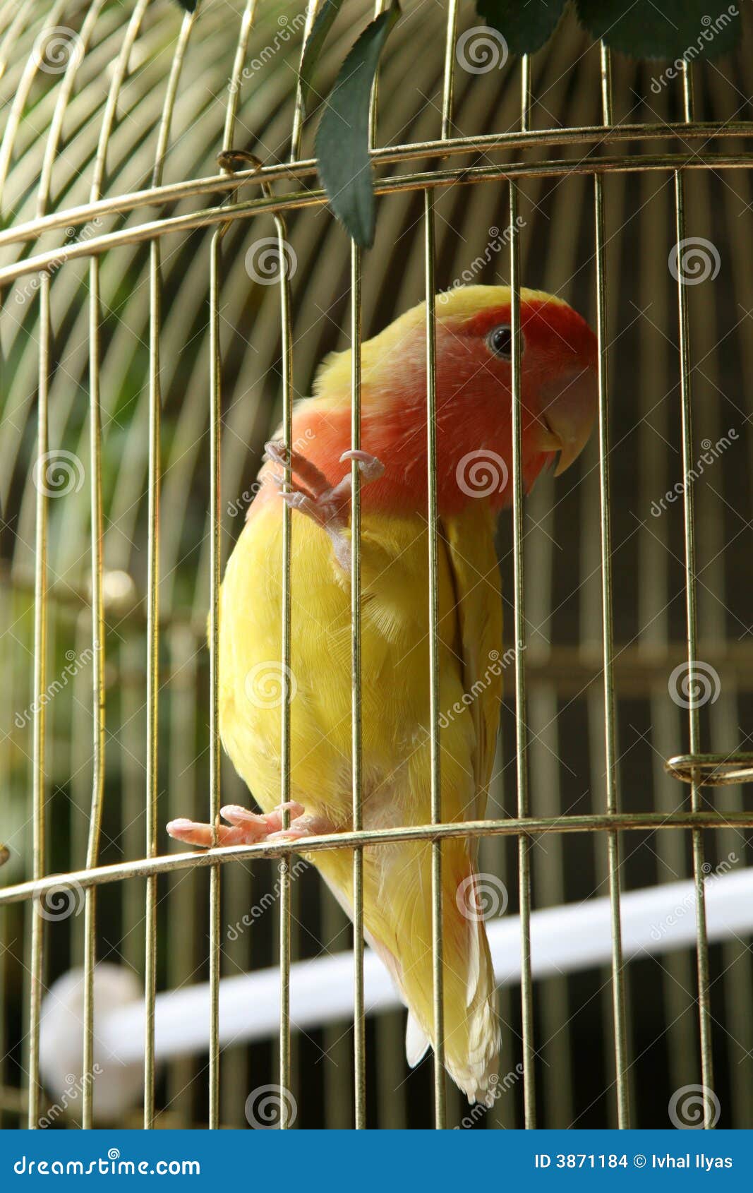 Little bird in the cage stock photo. Image of white, wild - 3871184