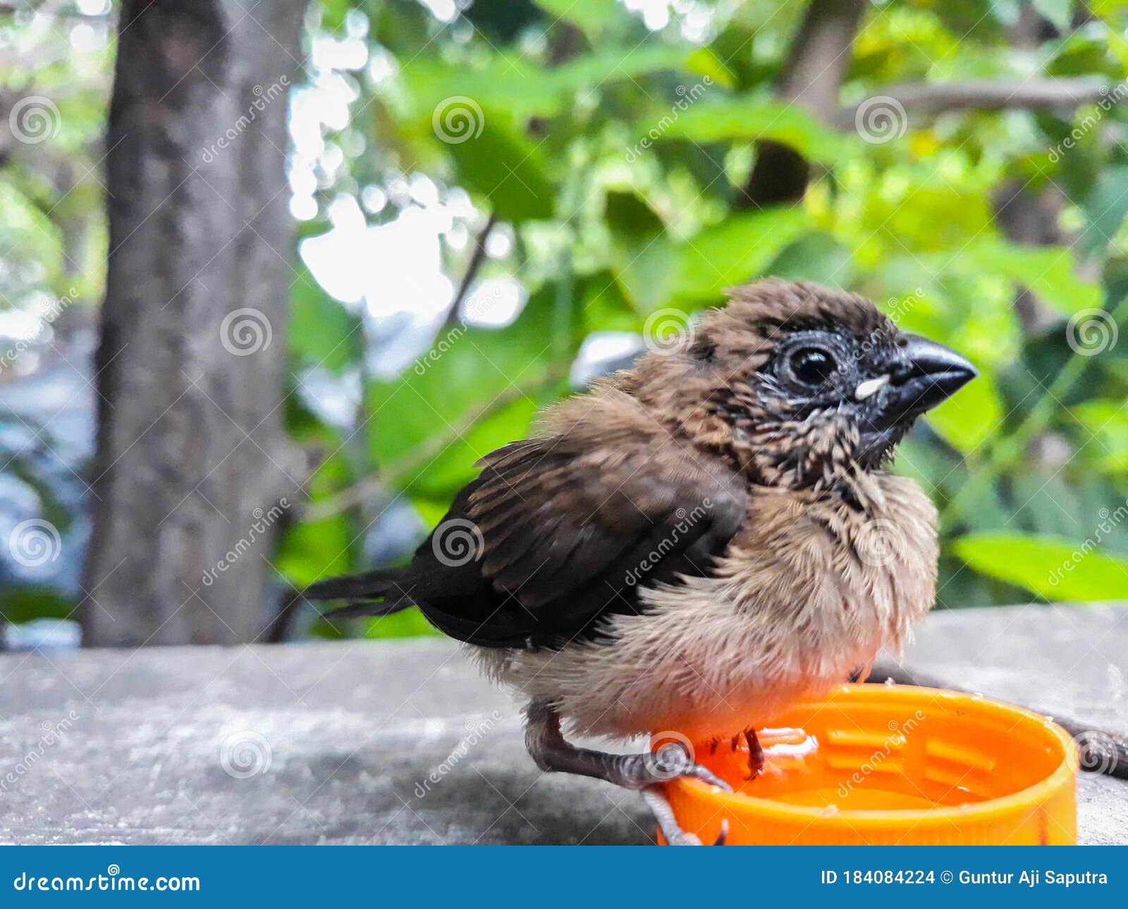 Little Bird Cannot Fly Too Late Stock Photo - Image of late, bird ...