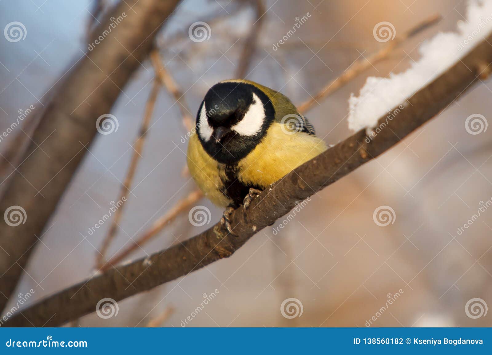 A Little Bird Chickadee/ Titmouse Stock Photo - Image of flying, small ...