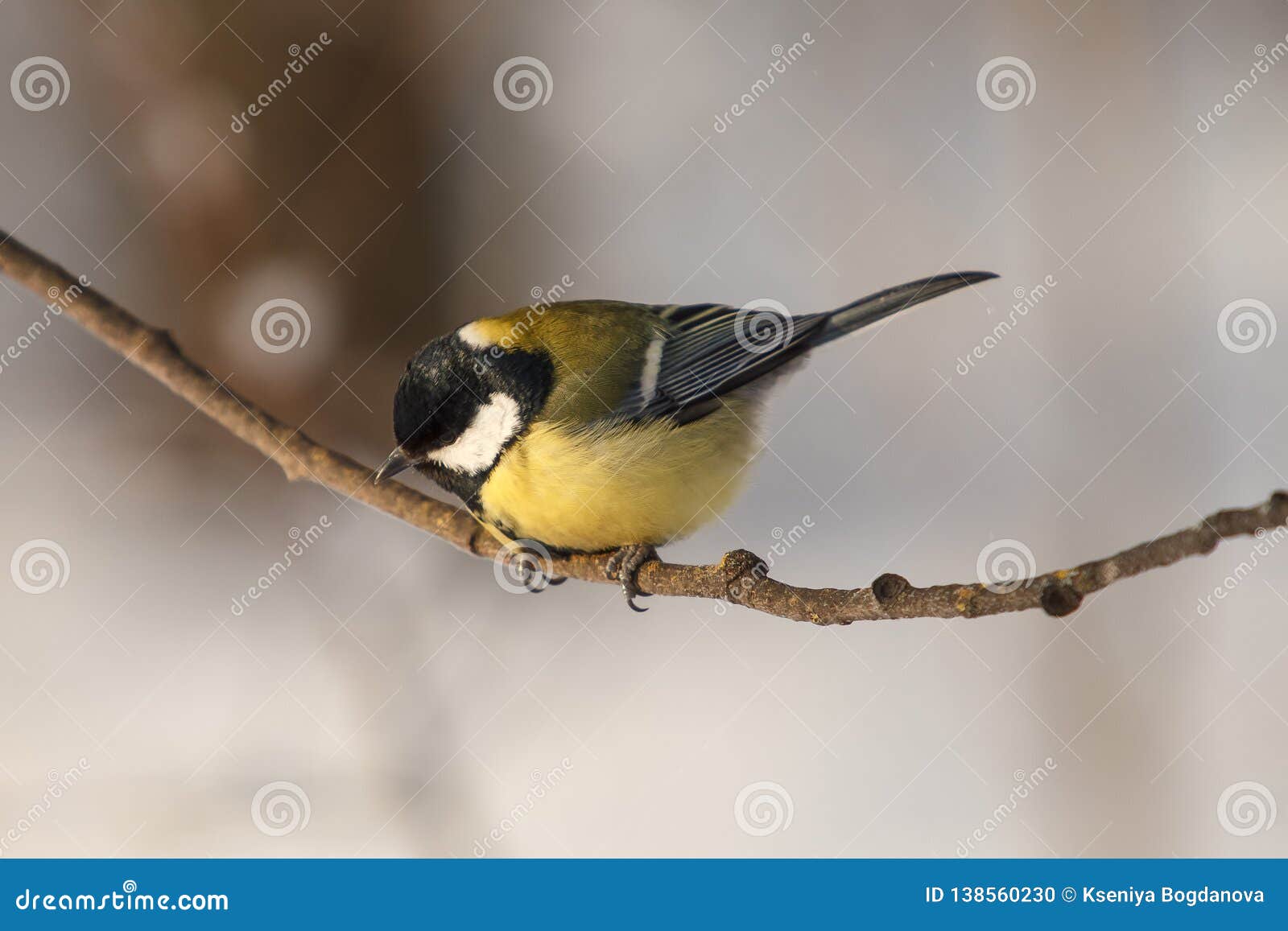 A Little Bird Chickadee/ Titmouse Stock Photo - Image of bird ...