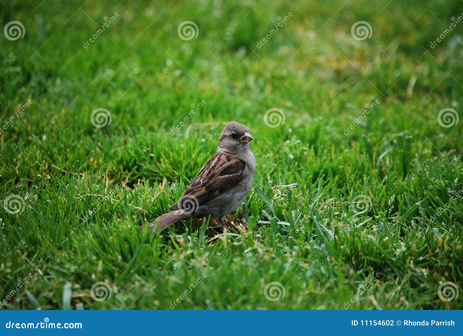 Little Bird Close Up stock photo. Image of close, grass - 11154602