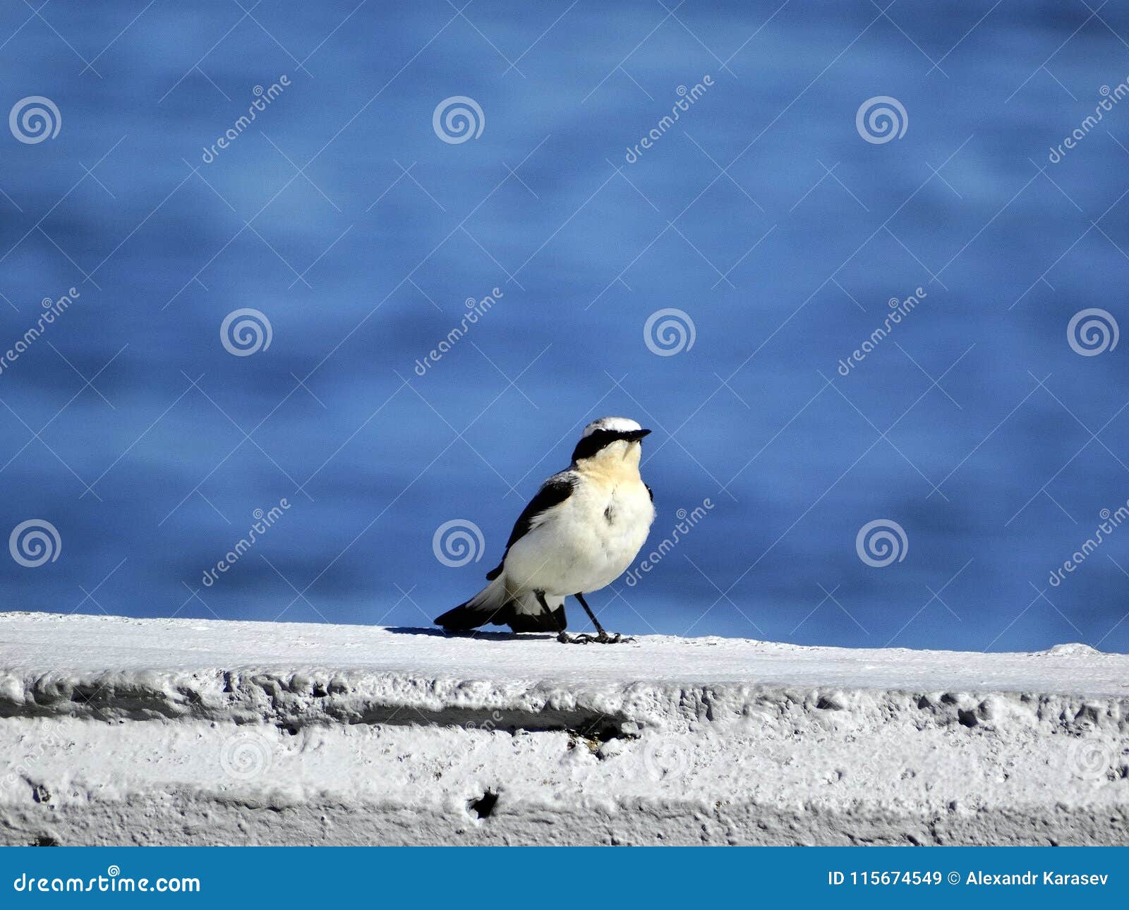 Little grey bird stock image. Image of wing, small, beach - 115674549