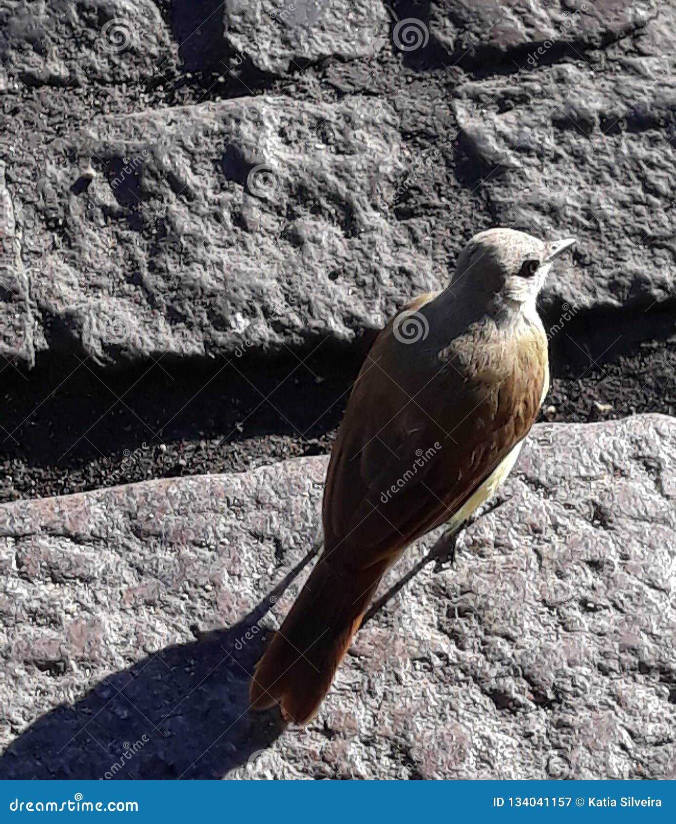 Little bird and its shadow stock image. Image of little - 134041157