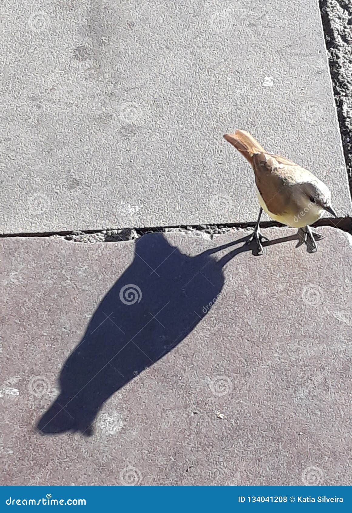 Little bird and its shadow stock photo. Image of distracted - 134041208