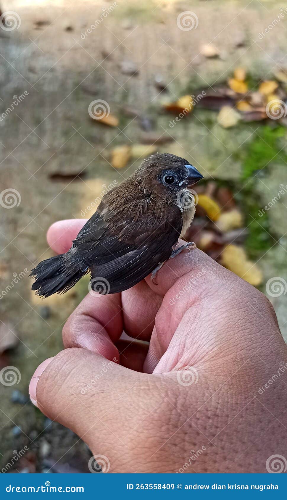 The Hummingbird Doesn't Care The Rain Water, Its Feather Is Hydrophobic ...