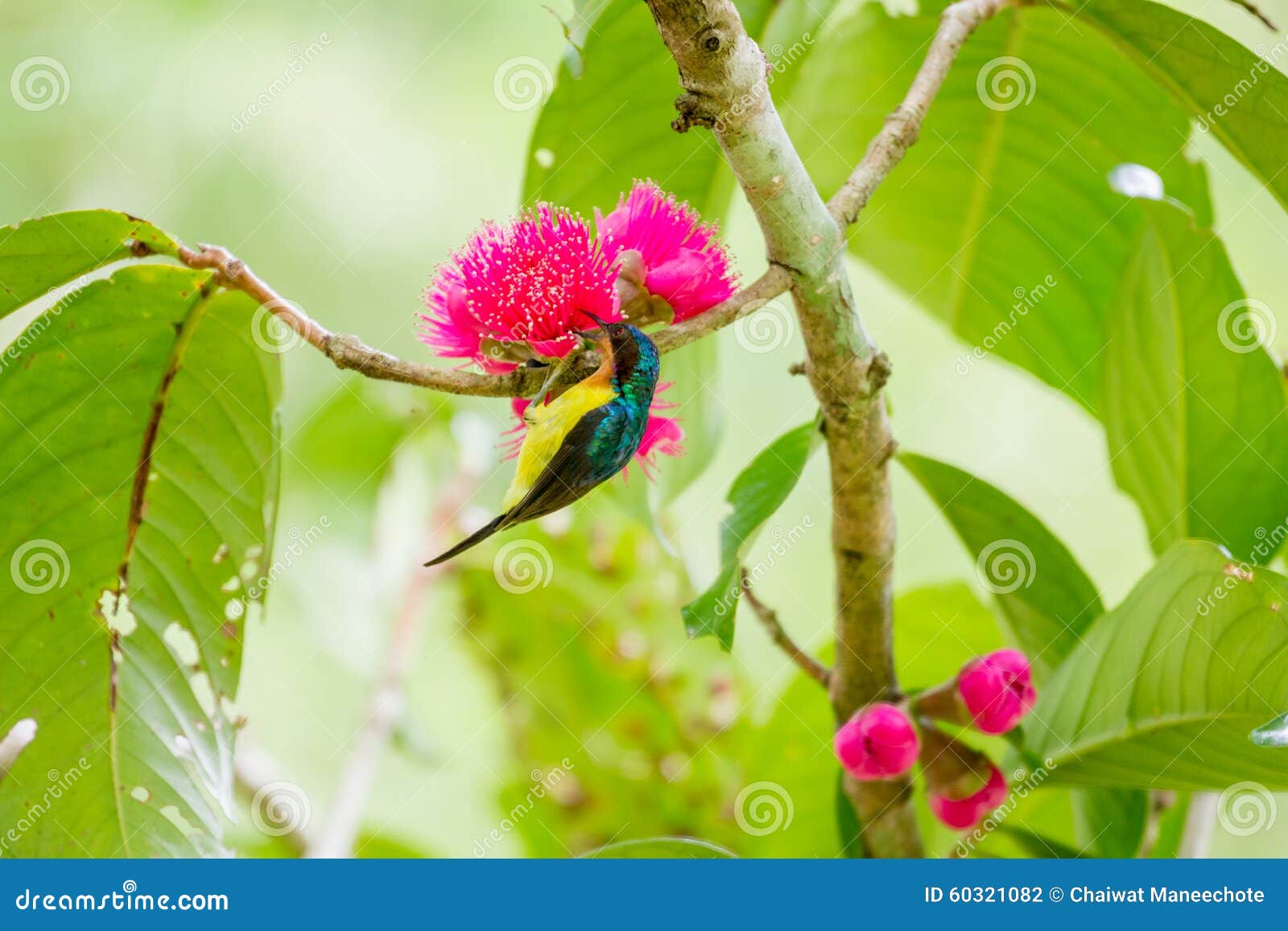 The Little Bird Eat the Nectar Stock Photo - Image of garden, color ...