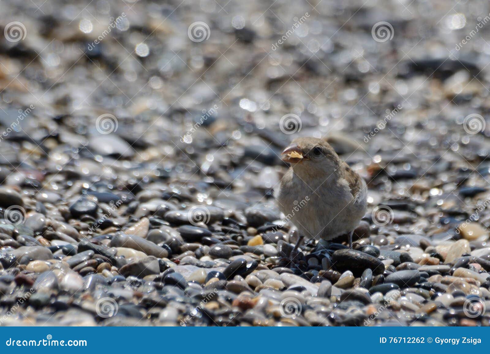 Little Bird Eating on the Beach Stock Photo - Image of bird, sunny ...
