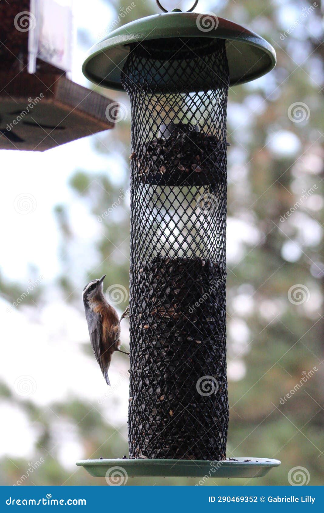 Little Bird Eating at Hanging Feeder Stock Photo - Image of wing ...