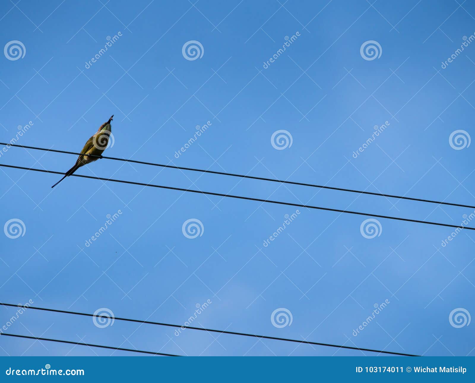 Little Bird Eating Insect Standing on the Wires Stock Image - Image of ...
