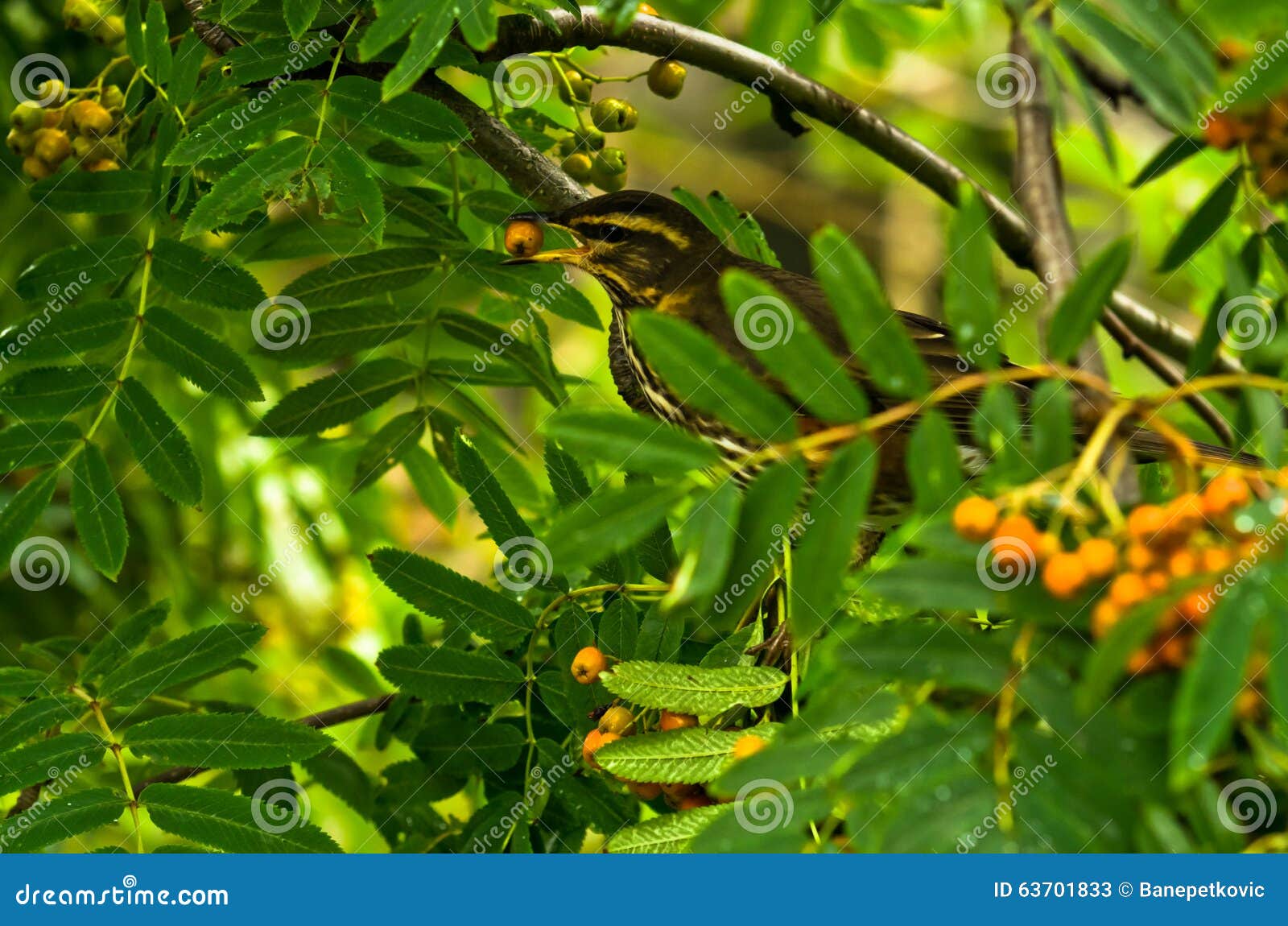Little Bird Eating Orange Colored Berries Stock Image - Image of ...