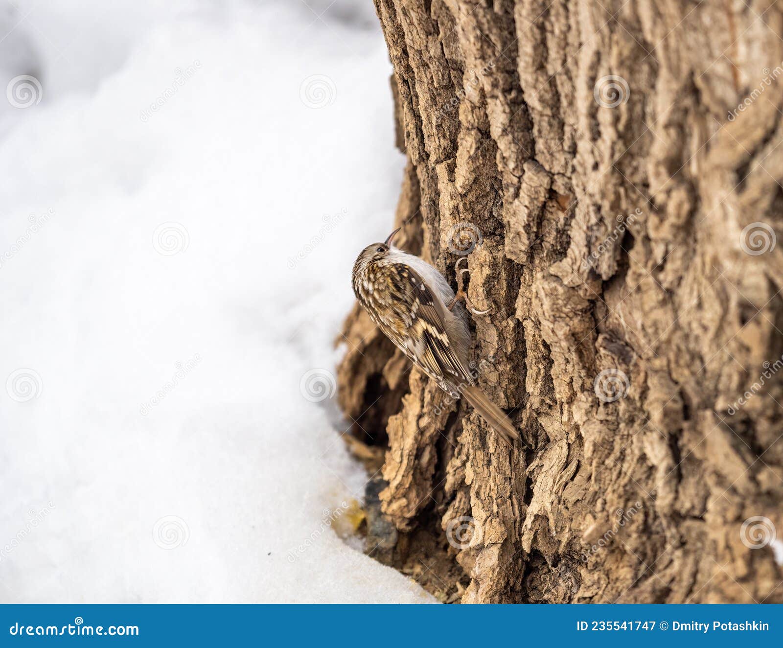Little Bird Eurasian Treecreeper Crawling on a Tree in Winter. Nature ...