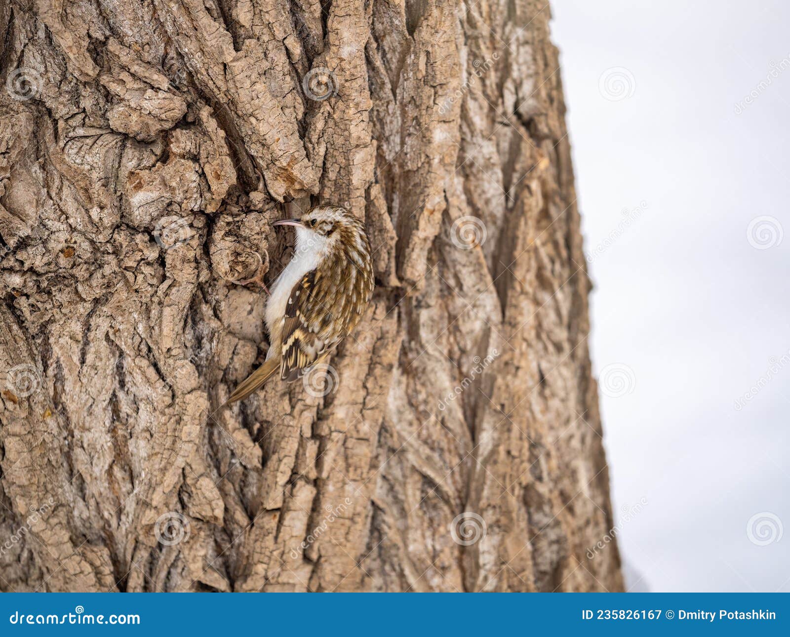 Little Bird Eurasian Treecreeper Crawling on a Tree in Winter. Nature ...