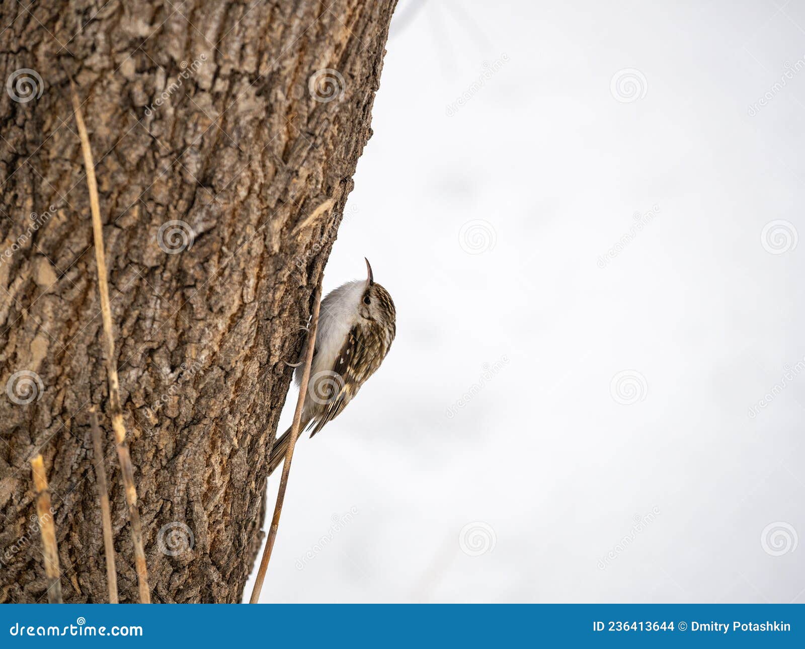 Little Bird Eurasian Treecreeper Crawling on a Tree in Winter. Nature ...