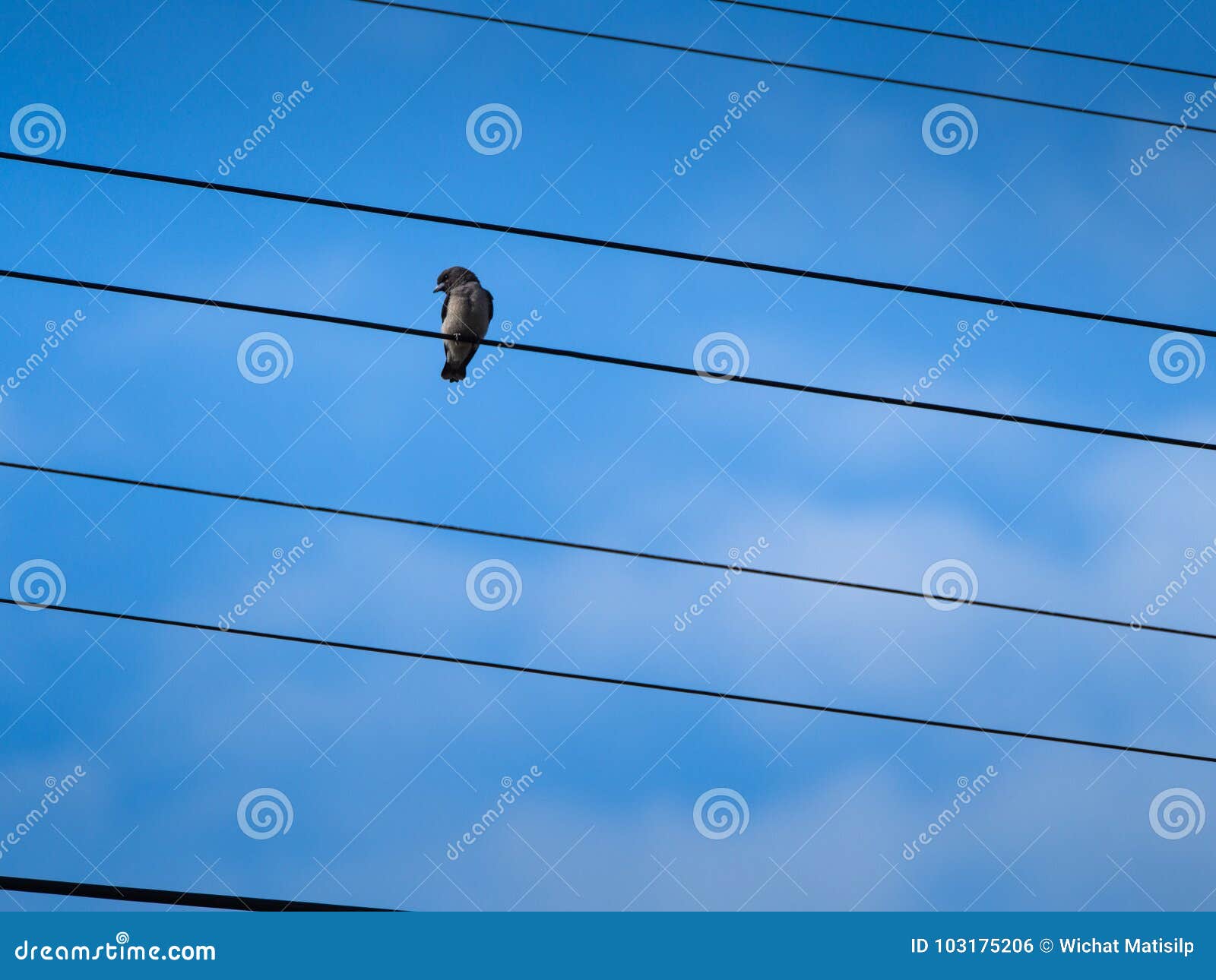 The Little Bird Facing Side View Stock Photo - Image of brown ...