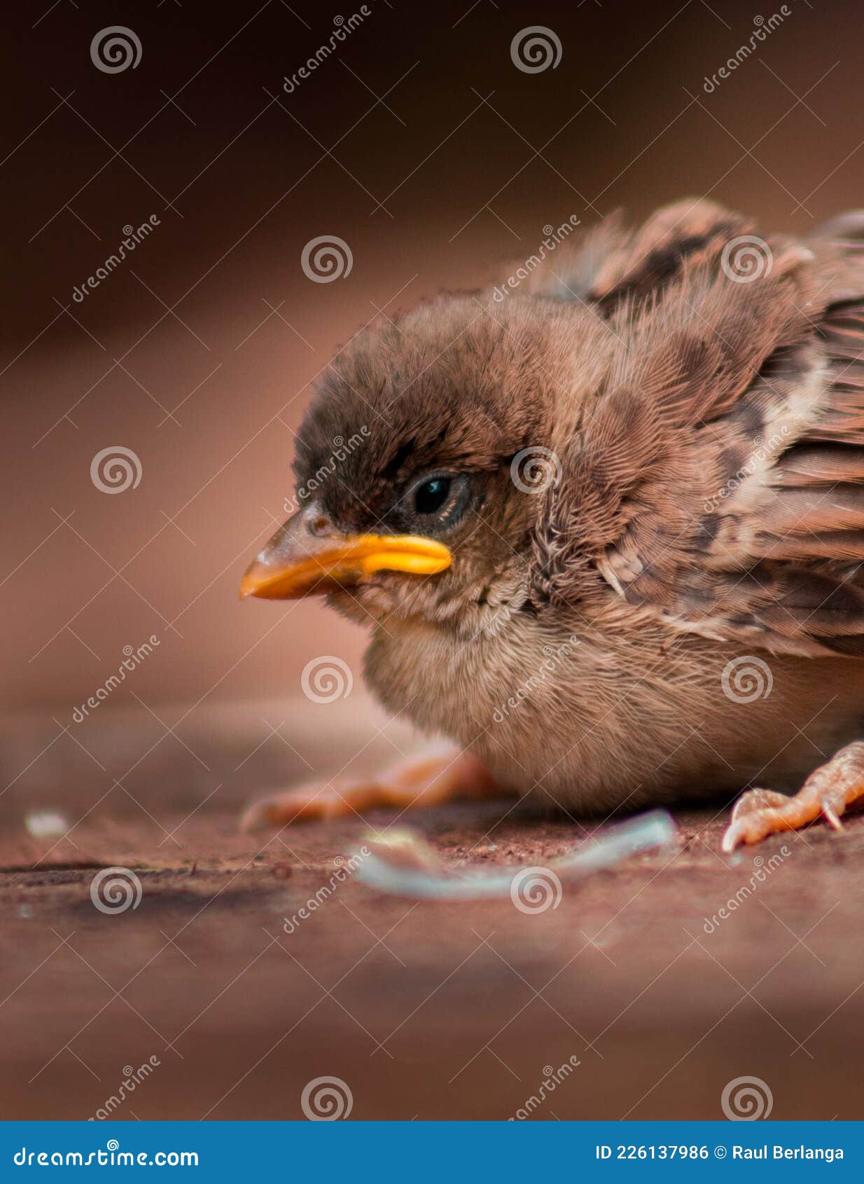 Little Bird Fallen from the Nest Stock Photo - Image of nest, sparrow ...