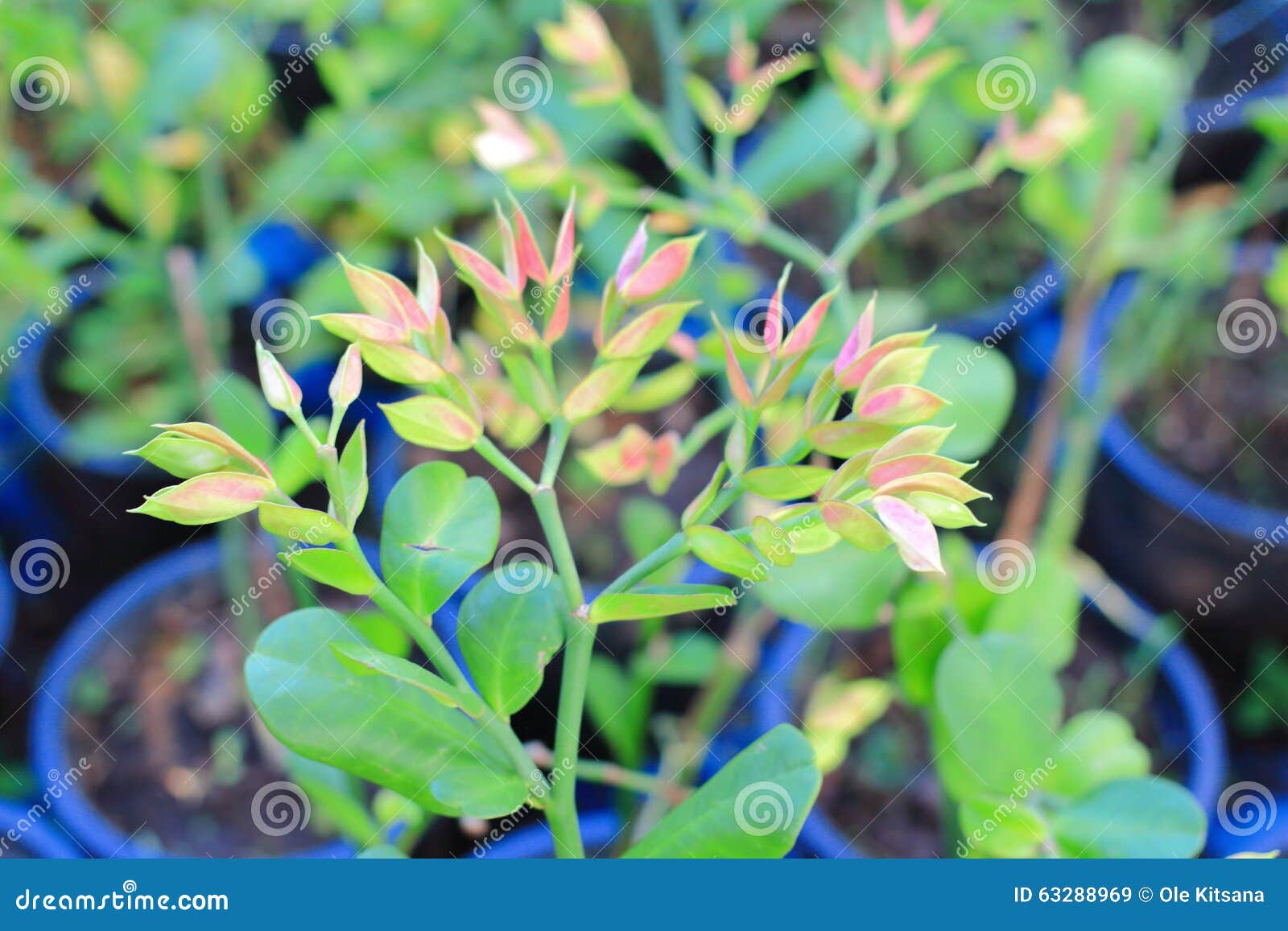Little bird flower stock image. Image of bird, little - 63288969
