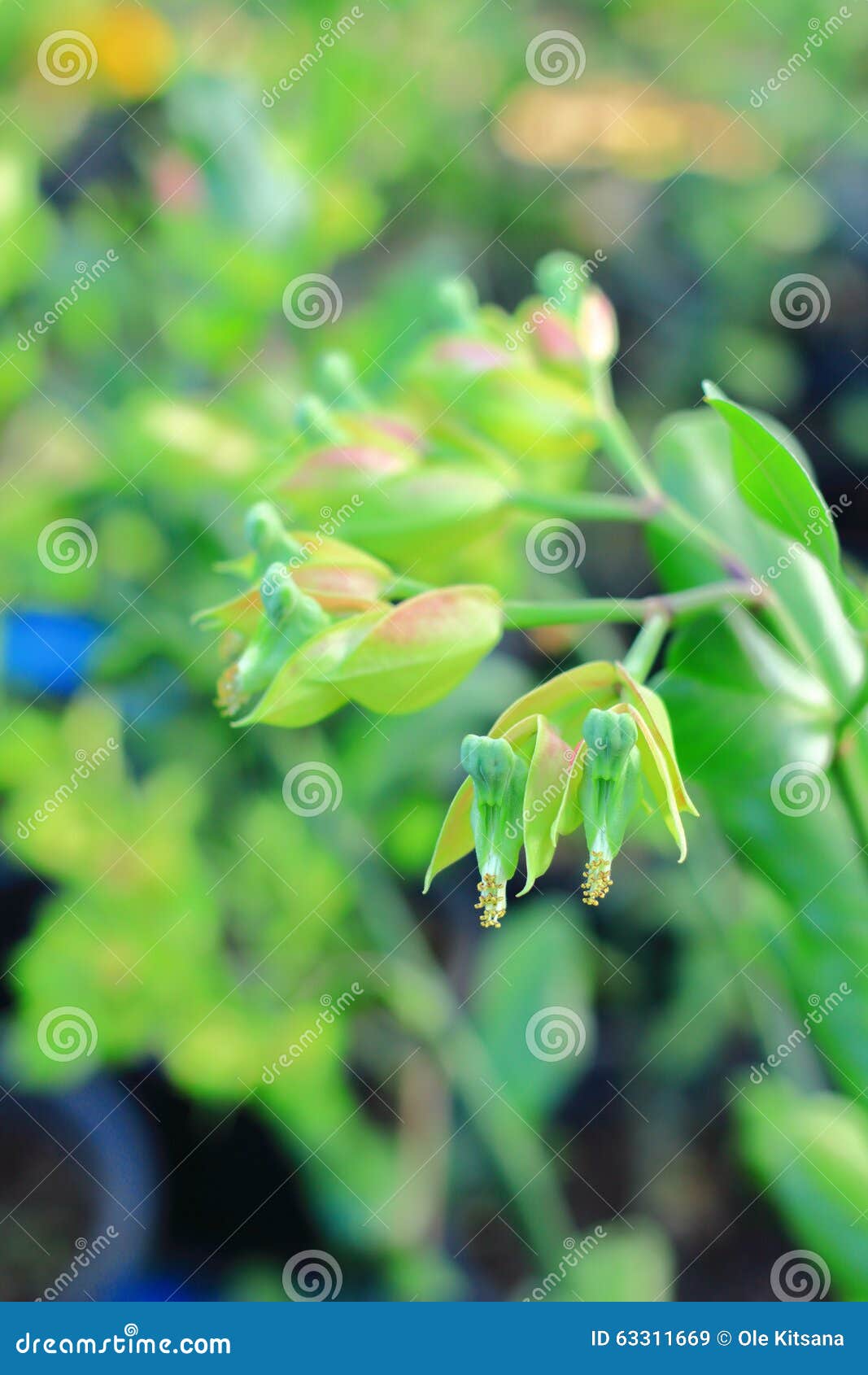 Little bird flower stock image. Image of little, bird - 63311669