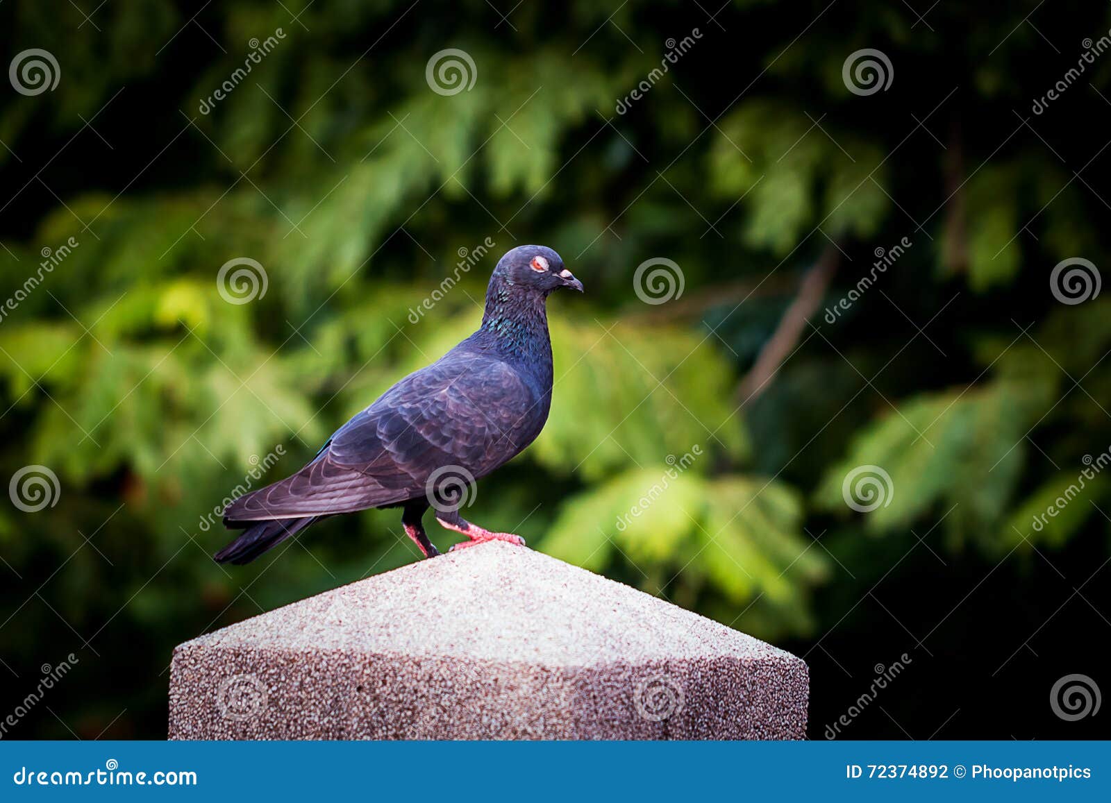 Little bird stock photo. Image of life, nature, wildlife - 72374892
