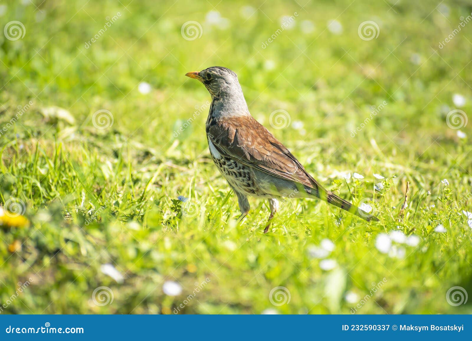 Little bird in the grass stock image. Image of clip - 232590337