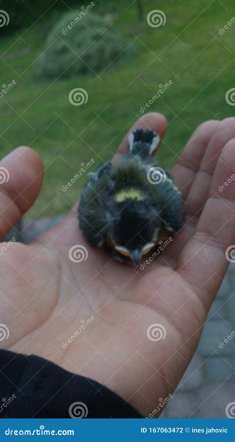 Little bird in the hand stock photo. Image of hand, nature - 167063472