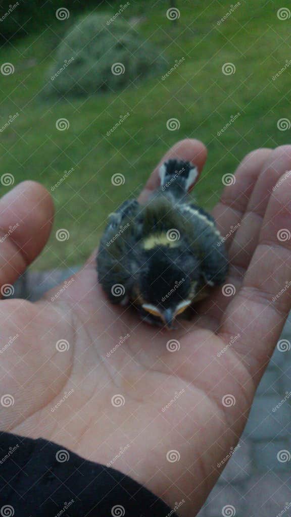 Little bird in the hand stock photo. Image of hand, nature - 167063472