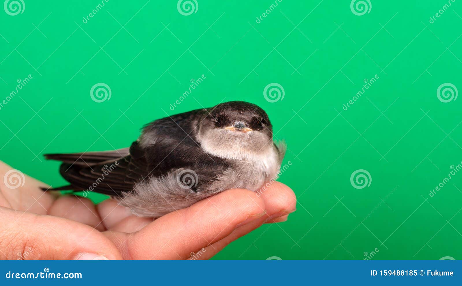 Little Bird in Hand, Black Swift Closeup Stock Image - Image of ...