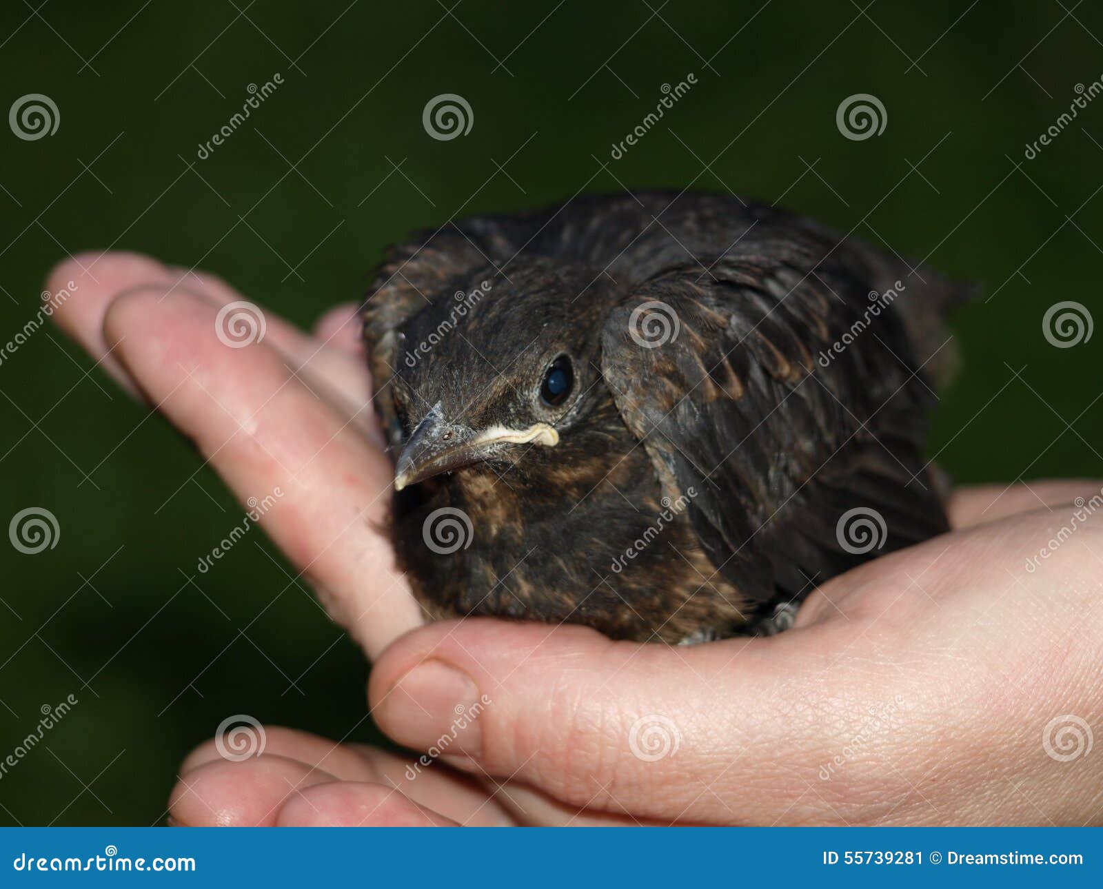 A little bird in the hand stock image. Image of hand - 55739281