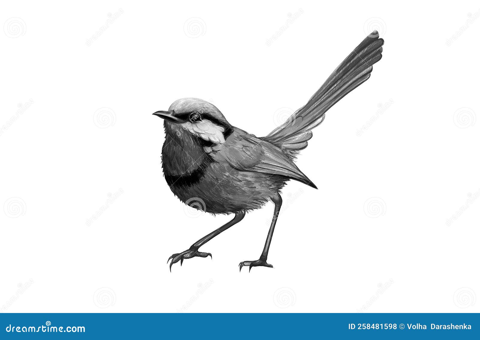 Little Bird Illustration. Bird Drawing Stock Illustration ...