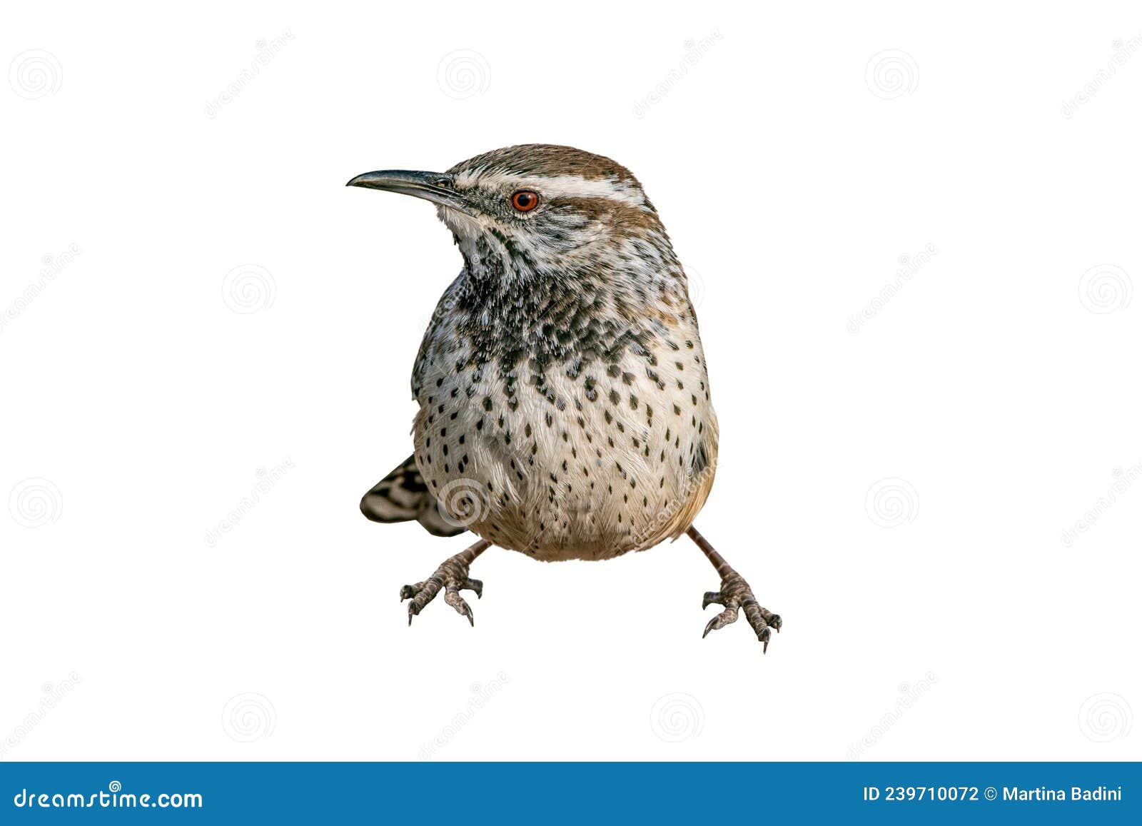 Little Bird Isolated on White Background Stock Photo - Image of ...