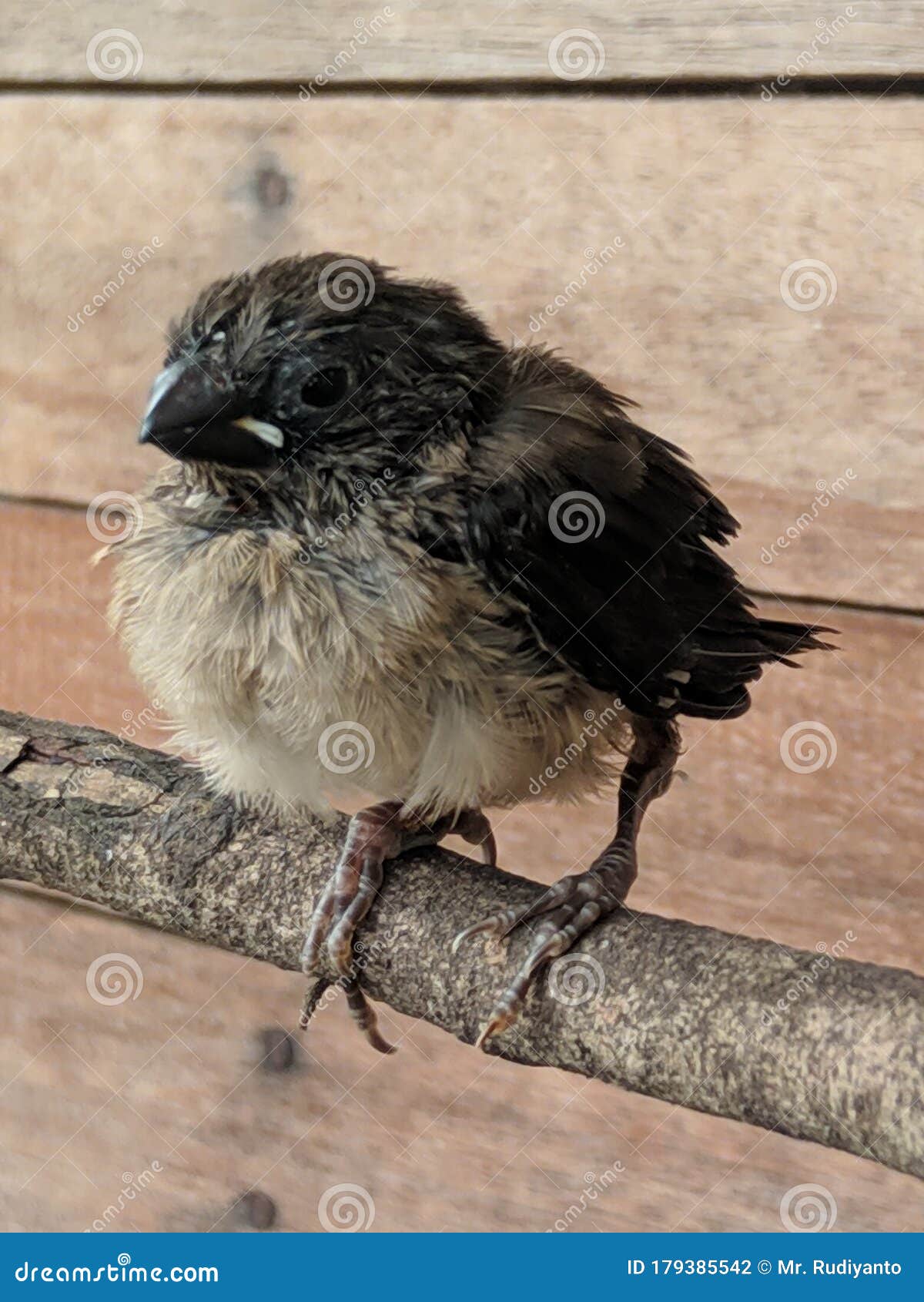 Finch - Javanese Sparrows Lonchura Leucogastroides Stock Image ...