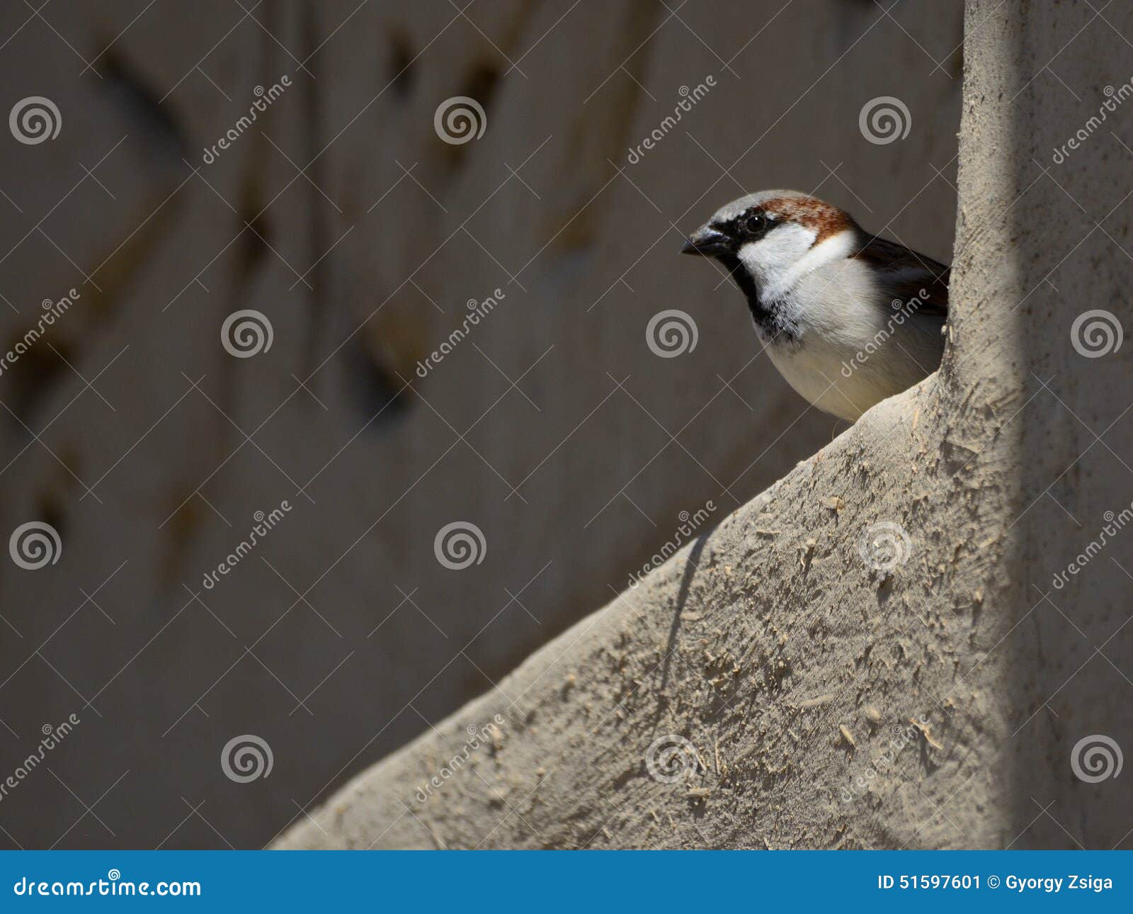 Little Bird Looking Out from a Wall Stock Image - Image of looking ...
