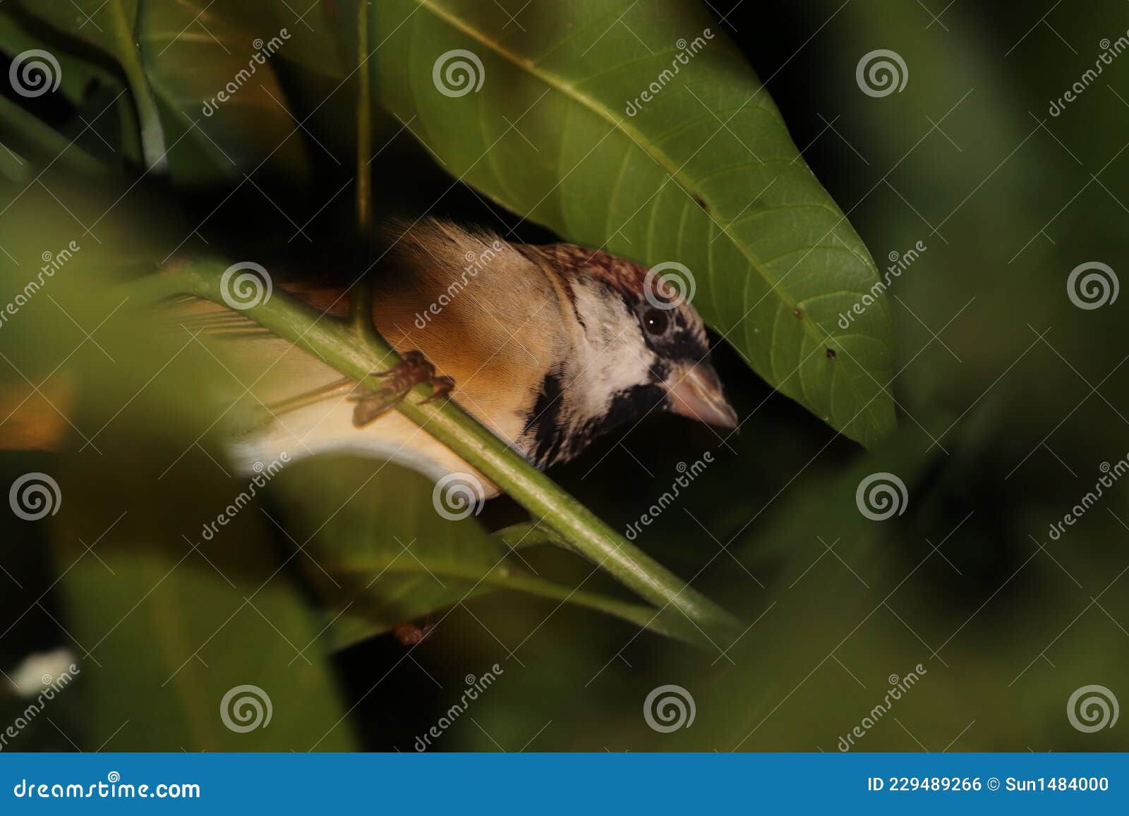 Little Bird Lying on the Tree Stock Photo - Image of flying, mate ...