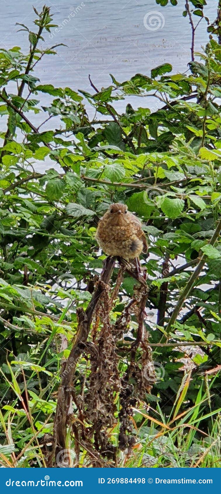 Little bird model stock photo. Image of flower, insect - 269884498