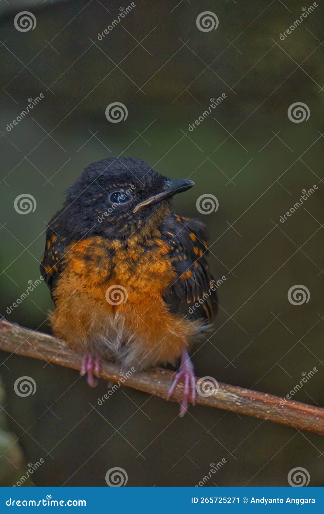 Little Bird Murai Batu stock image. Image of robin, bird - 265725271